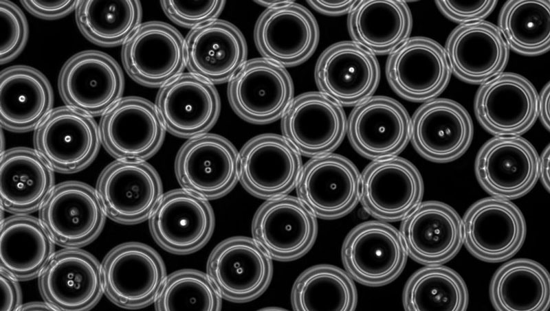 BACTERIA AND YEAST ENCAPSULATION METHOD IN SMALL DOUBLE EMULSIONS ...